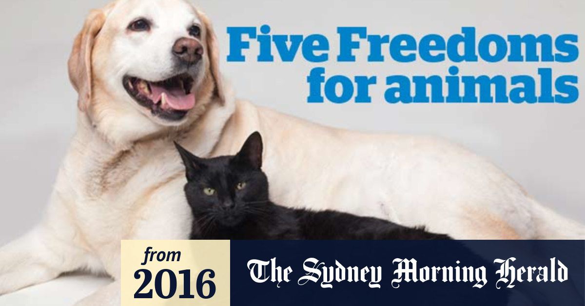 Video: Five Freedoms for animals Video: Five Freedoms for animals